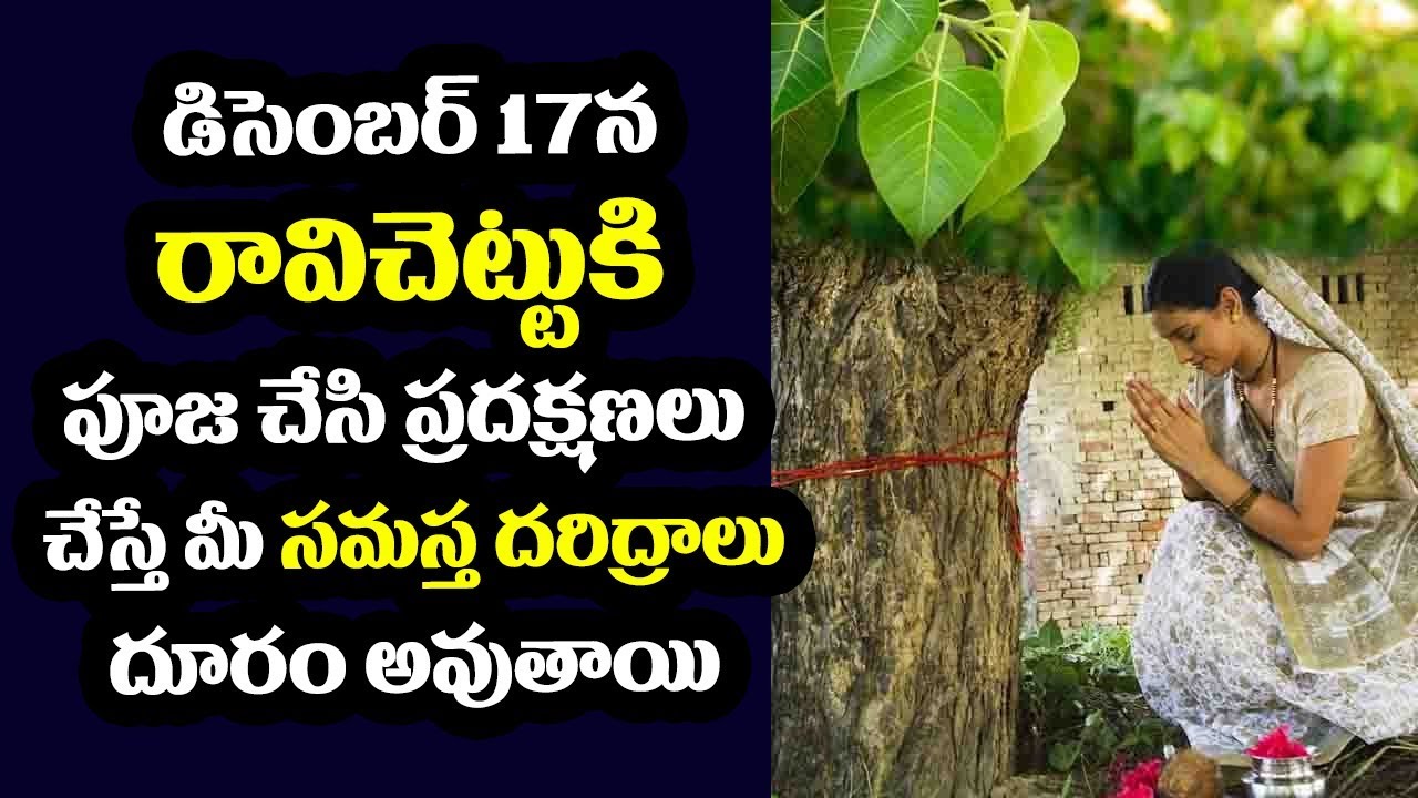 Importance of Ravi Chettu | Benefits and Miracles of Peepal Tree ...