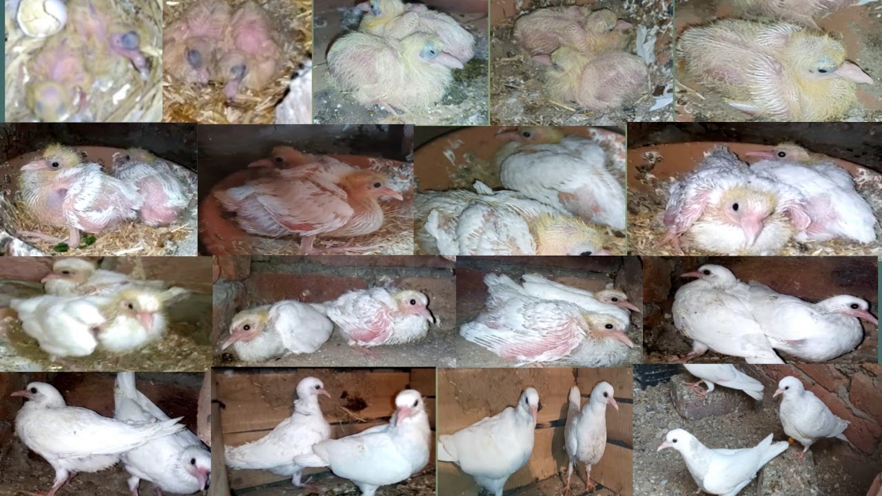 Baby pigeons growth day 01 to day 35 - YouTube