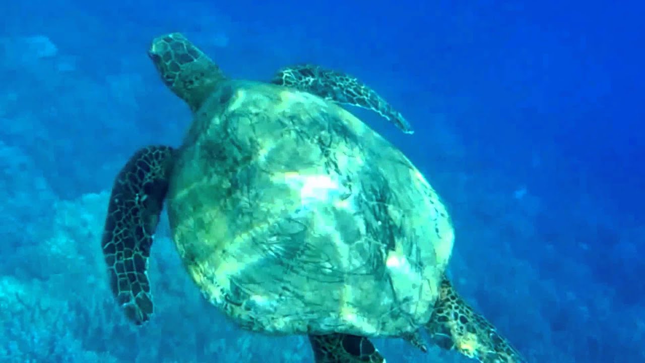 Hawaii Big Island Kona - Sea Turtle - YouTube