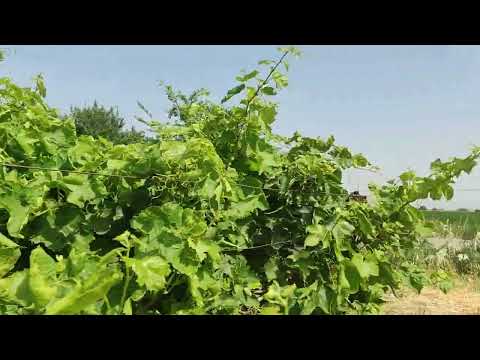 7# Bağda Herbisit zararı