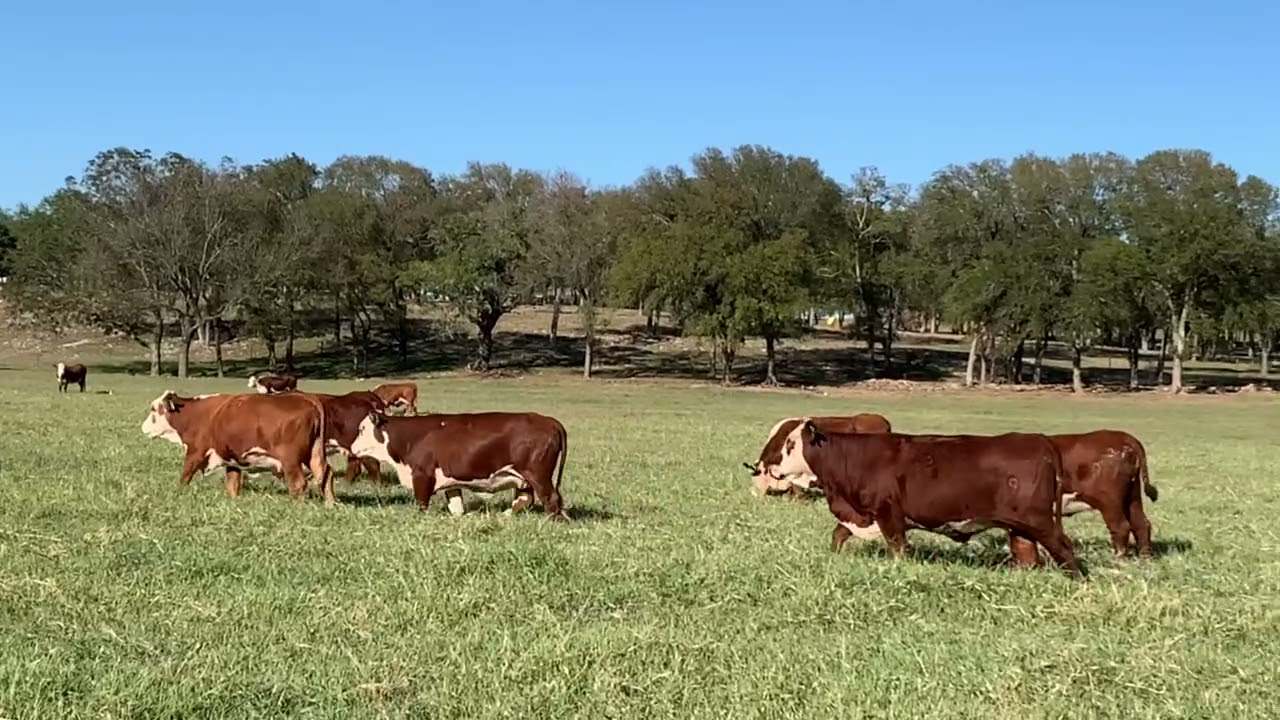 50 head of Red Baldie bred heifers, #11093 | Cattle for sale - YouTube