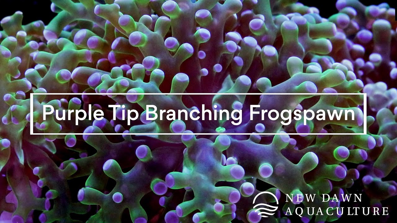 Purple Tip Branching Frogspawn - YouTube