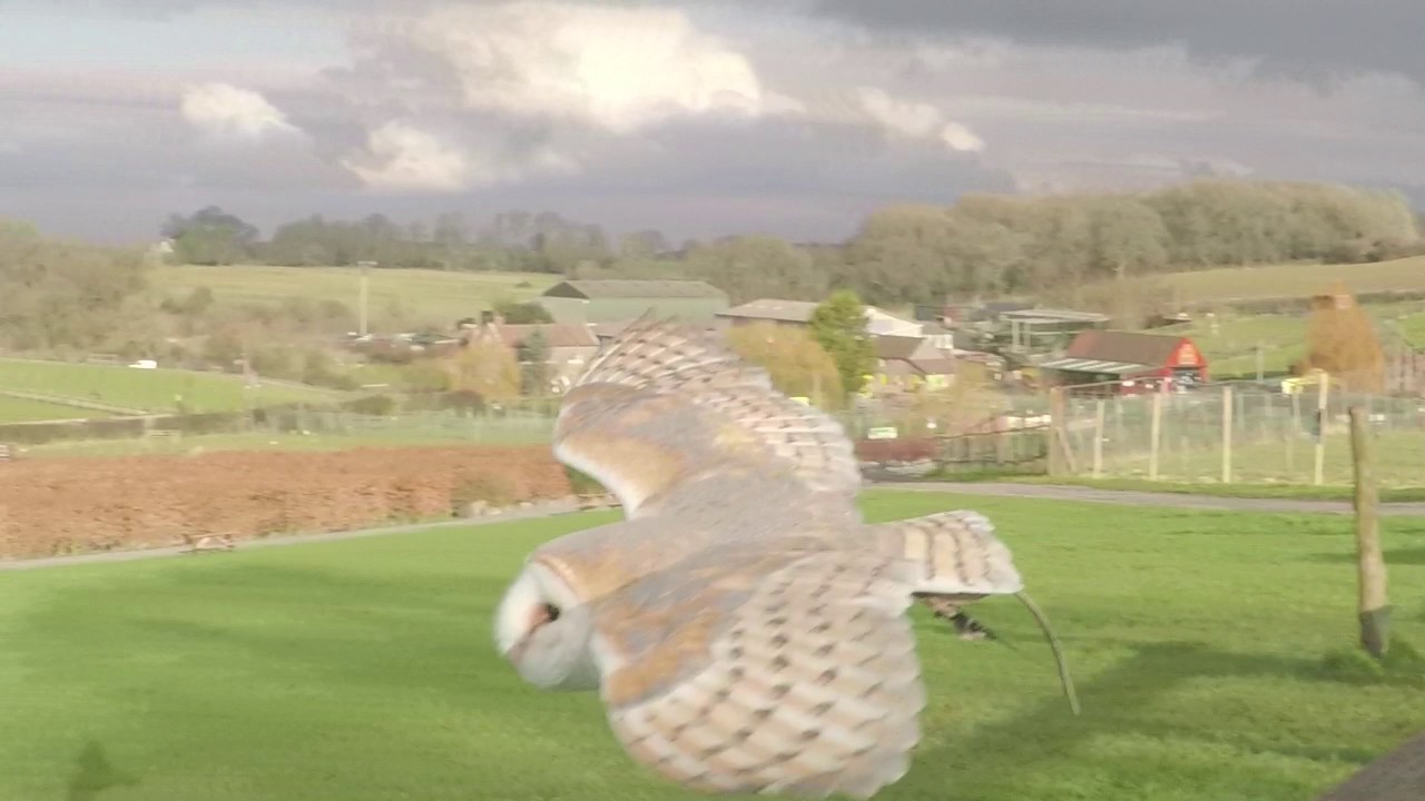 Bird reference - YouTube