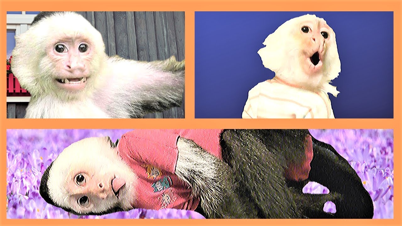 MONKEY FUN FUN FUN! | AWESOME PLAY ROOM | Pet Monkey 😀👍 ️ - YouTube