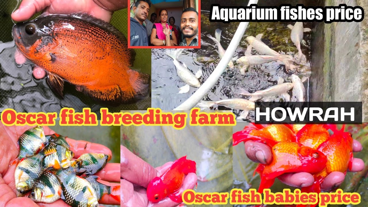Varities oscar's fish breeding farm in Howrah | Aquarium fishes recent ...