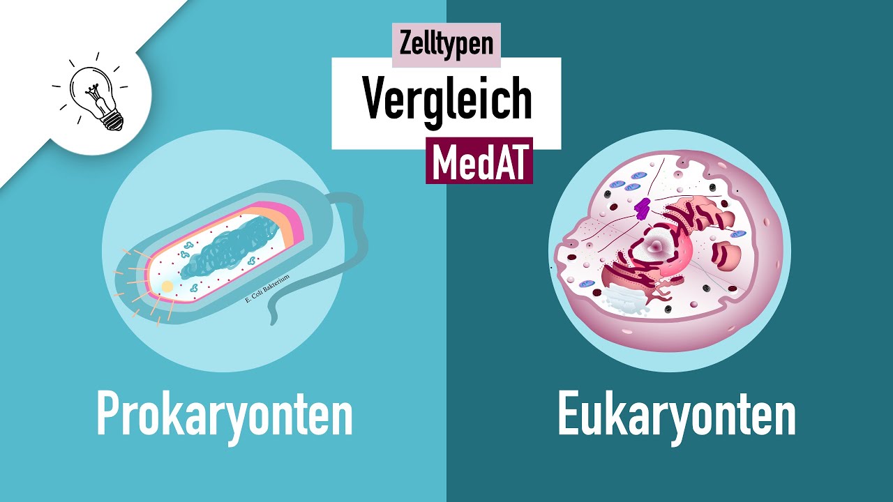 Zelltypen I - Prokaryonten vs. Eukaryonten | MedAT | Biologie - YouTube