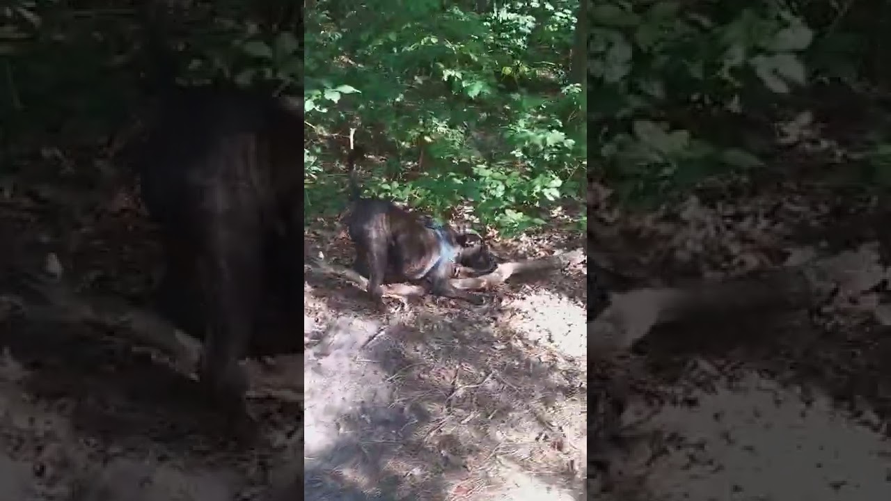 Be aware of the d.... eh tree trunk🤣 - YouTube