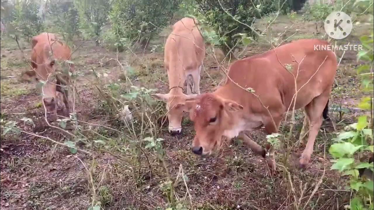 Ob hnub no pib hlawv teb thiab cog pob kws tej lawm nyob rau ntawm peb no - YouTube