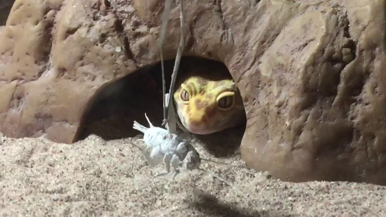 Lepard Gecko Feeding video 9 - YouTube