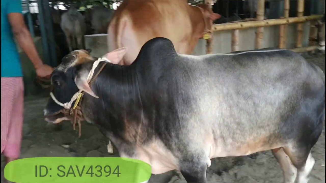 Sadeeq Agro Qurbani Collection-2020 ।। Cattle ID: SAV4394 - YouTube