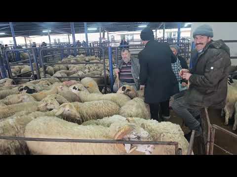 2 nisan Afyon Çayırbağ hayvan pazarı YouTube Kuzucu isa olarak takip Edip abone olabilirsiniz 