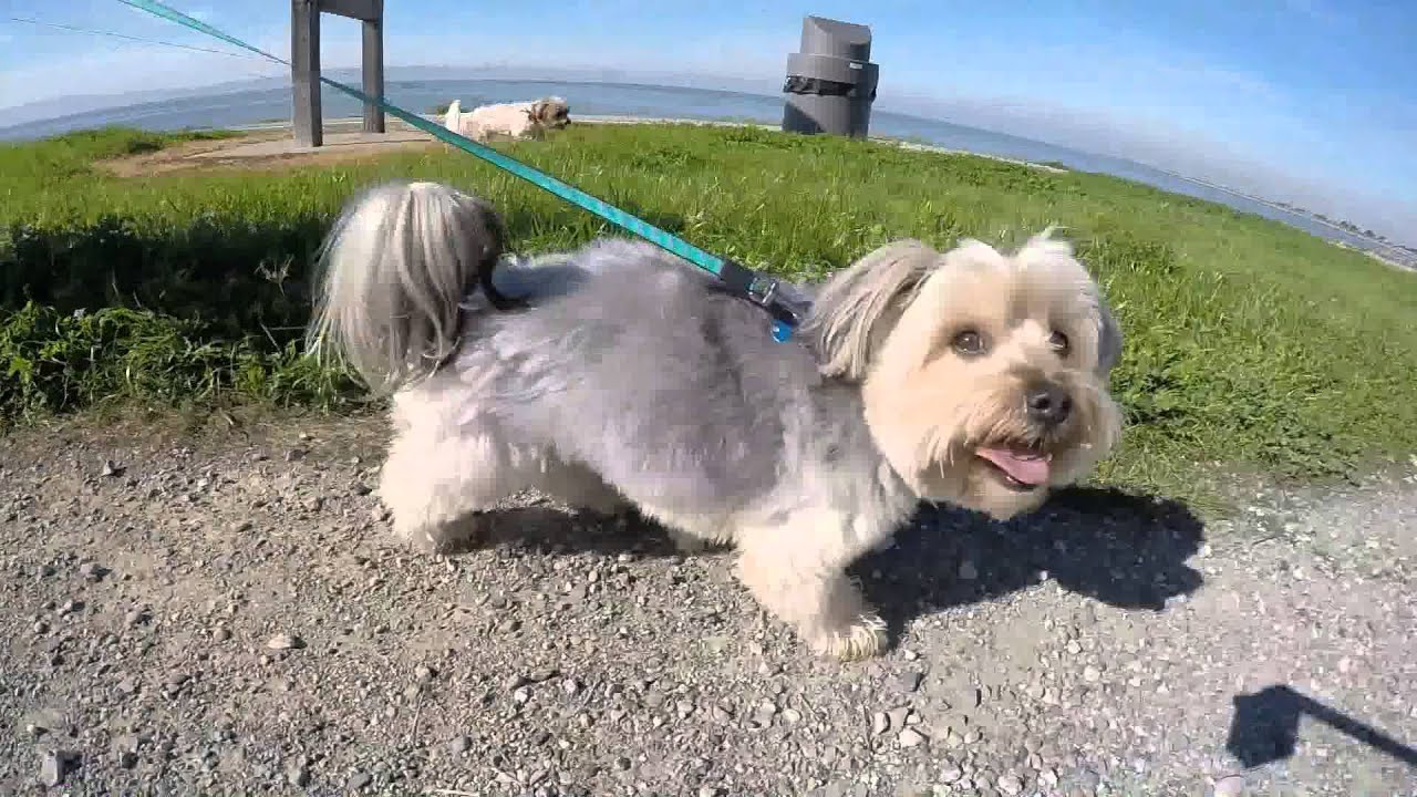 San Leandro Dog Park - YouTube