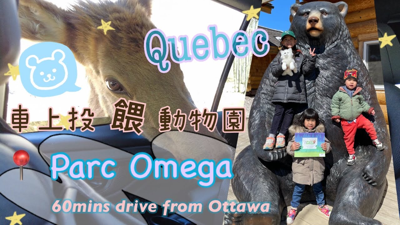 魁北克 • 紅蘿蔔盛宴 • 鹿仔伸頭入車等餵食的動物園｜Parc Omega｜Zoo with a car trail to feed the ...