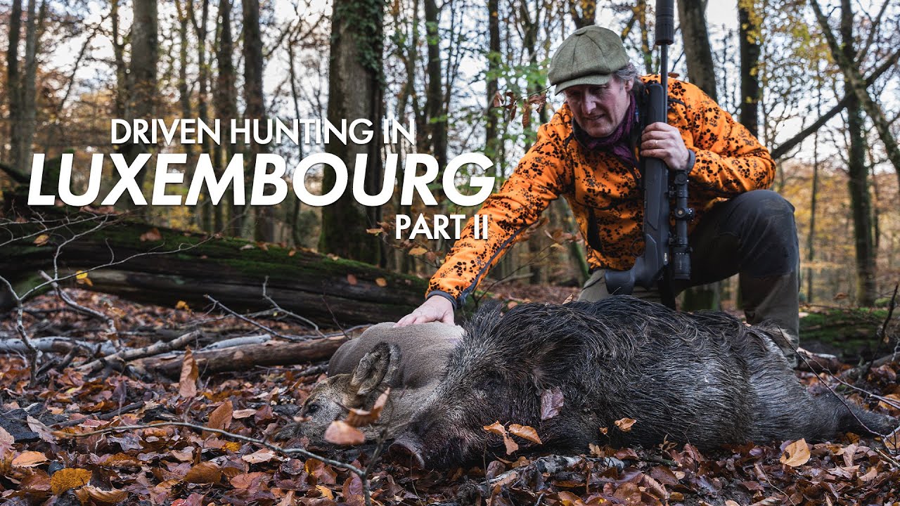 Driven Hunting in Luxembourg - Part 2 - YouTube