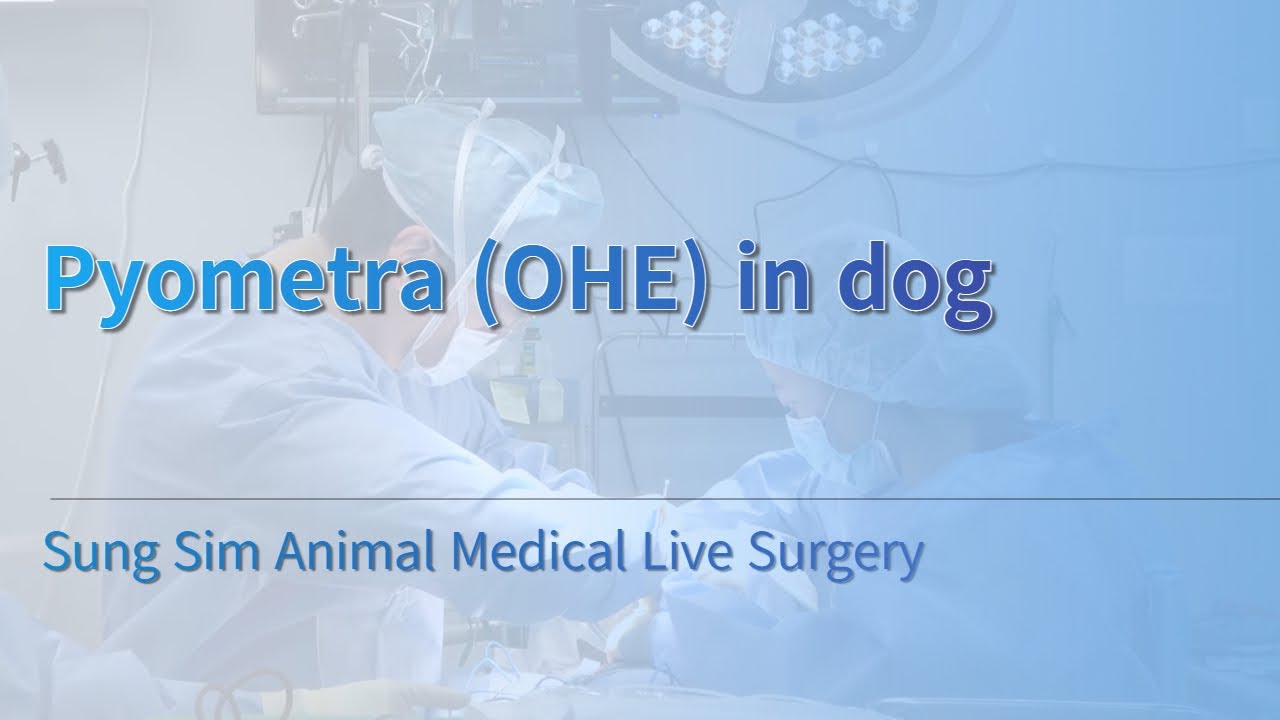 (Warning) Pyometra (OHE) in dog Sung Sim Animal Medical Live Surgery ...