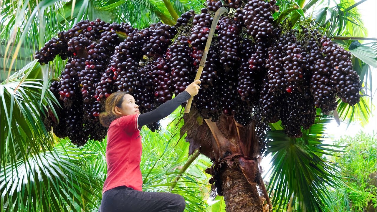 Harvest Palm Fruit Go to market sell - Amazing effects of Palm Fruit ...