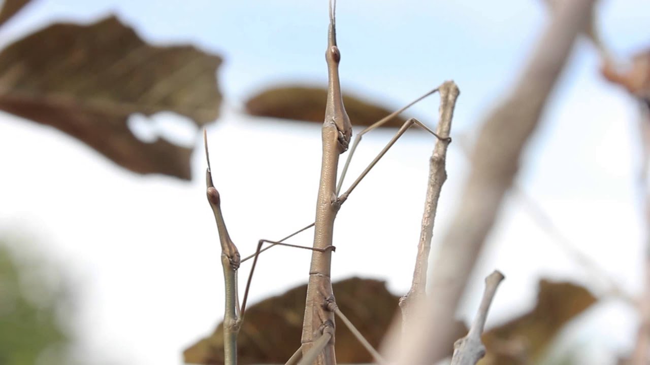 MARIAPALITO - YouTube