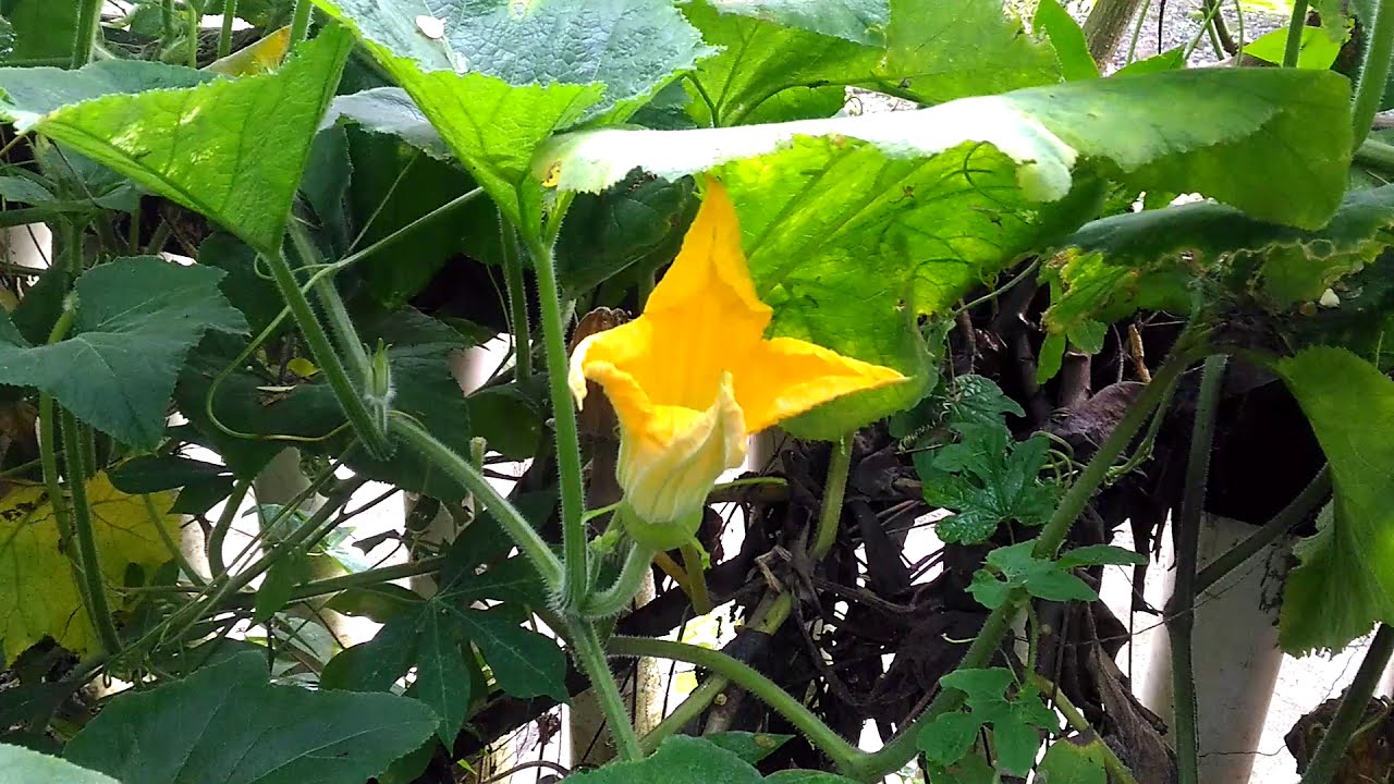 MENGAWINKAN BUNGA LABU/WALUH ( PENYERBUKAN TETANGGA ) - YouTube