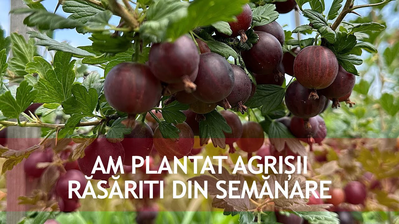 Am plantat in gradina plantele de Agrisi obtinute prin Semanare! # ...