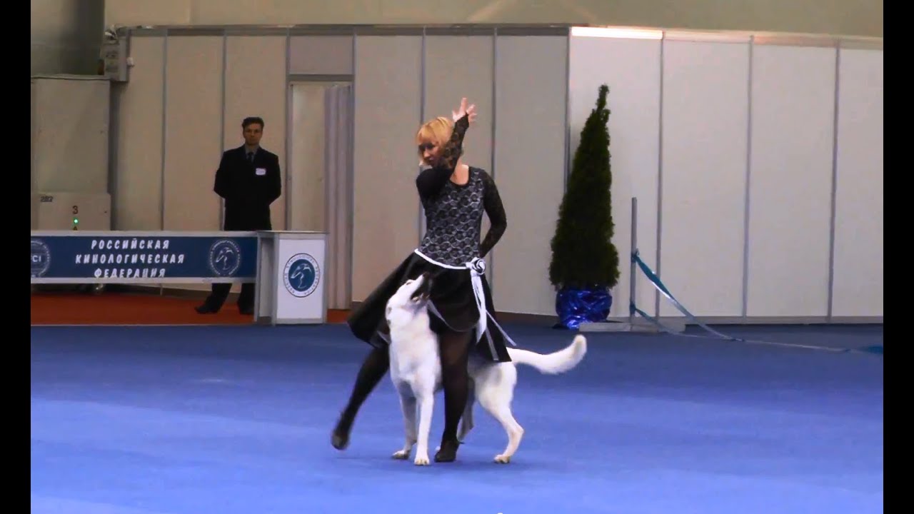 Танцы с собаками "Кубок Мастеров 2013". Dog Dancing. Canine Freestyle. - YouTube