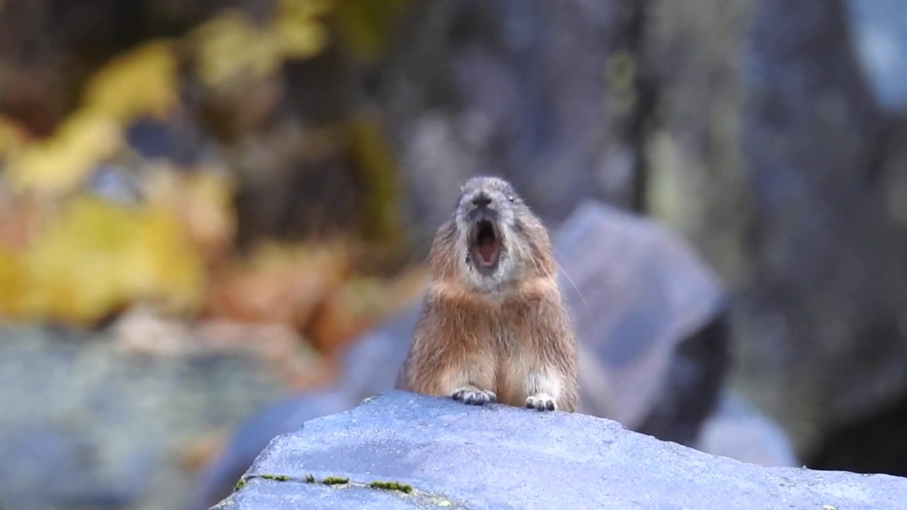 Pika scream - YouTube