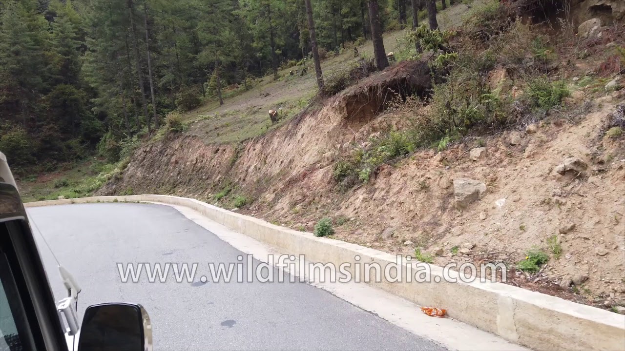 Passing by Dochula Pass on the road from Thimpu to Punakha | Driving ...