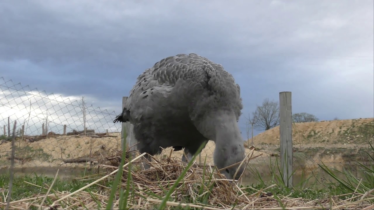 Papouilles & vadrouille de jeunes oies - YouTube