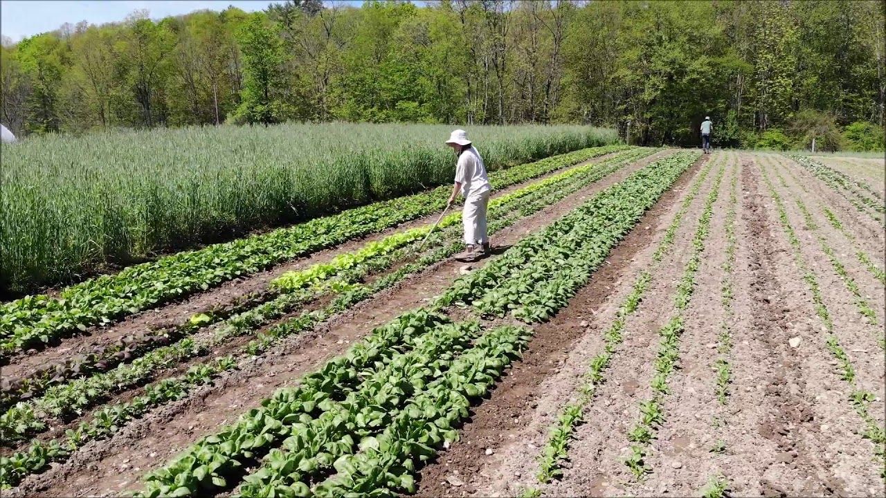 Spring Cultivation 2020 - YouTube