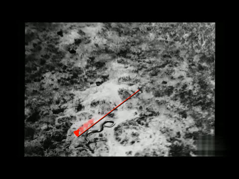 Dünyanın En Büyük Yılanı 59.5 metre