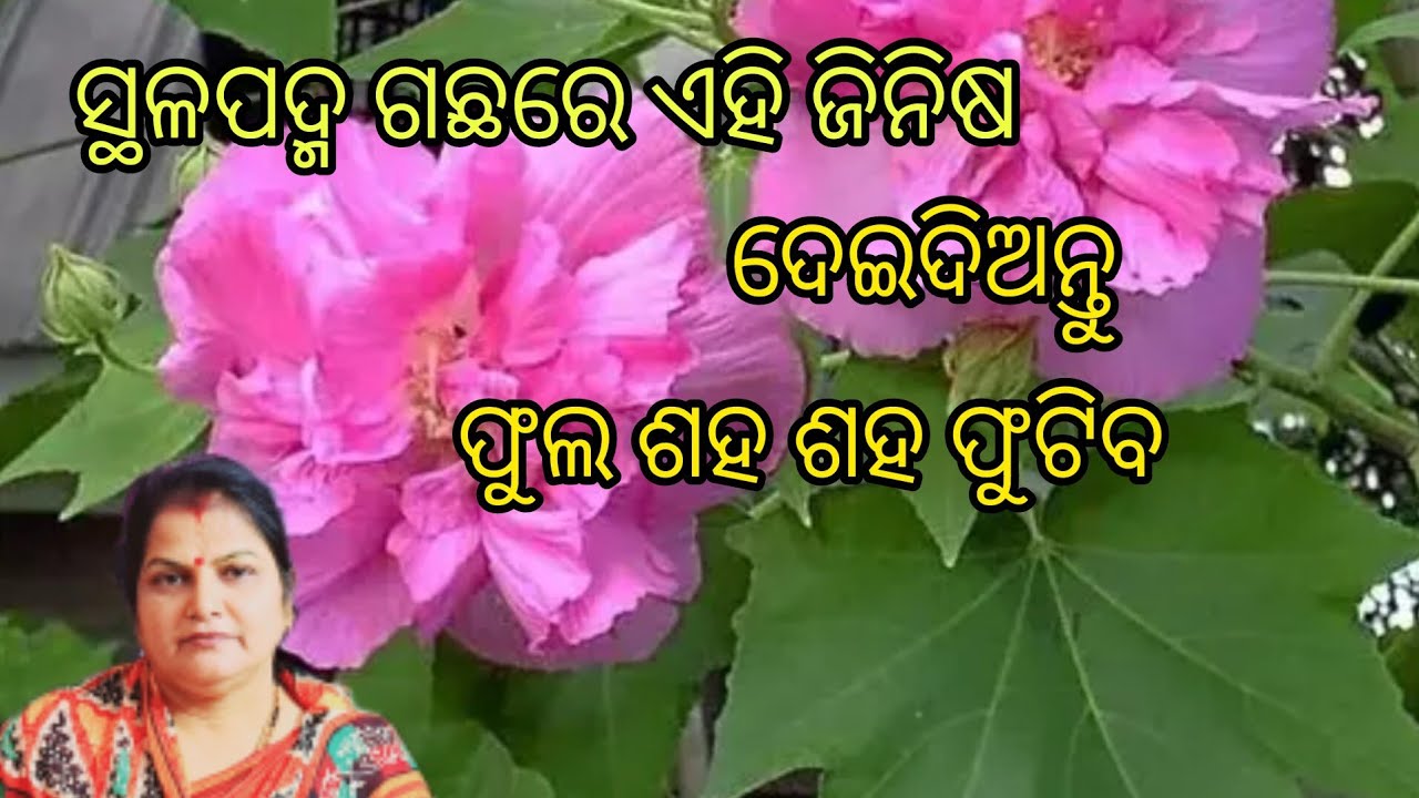 ସ୍ଥଳପଦ୍ମ ଗଛରେ ଏହି ଜିନିଷ ଦେଇଦିଅନ୍ତୁ /ଫୁଲ ଶହ ଶହ ଫୁଟିବ #Sthal padma - YouTube