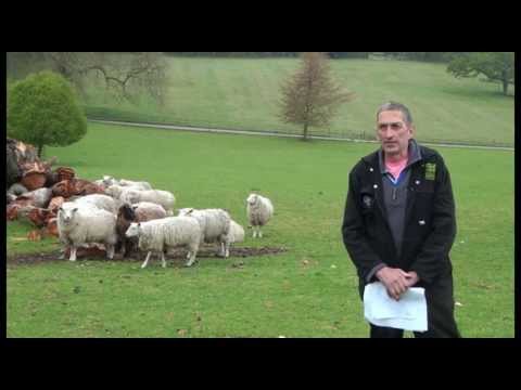 Healthy Livestock Sheep Focus Farmer: David Cotterell - Kingston ...