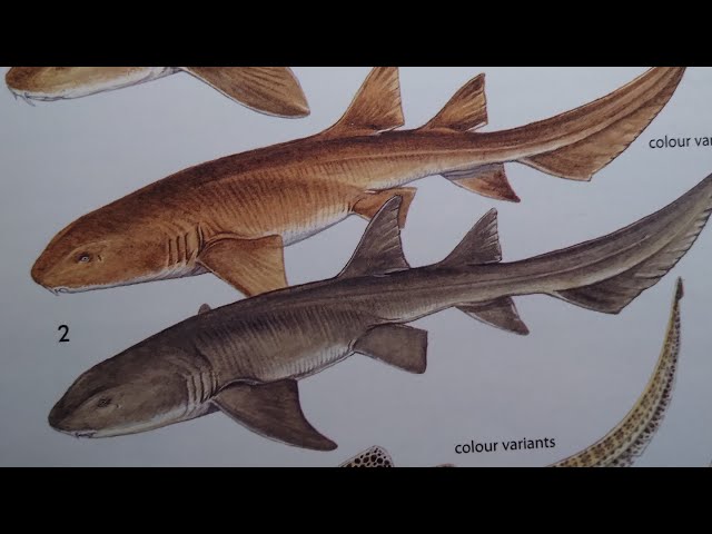 Nurse Shark Coloring