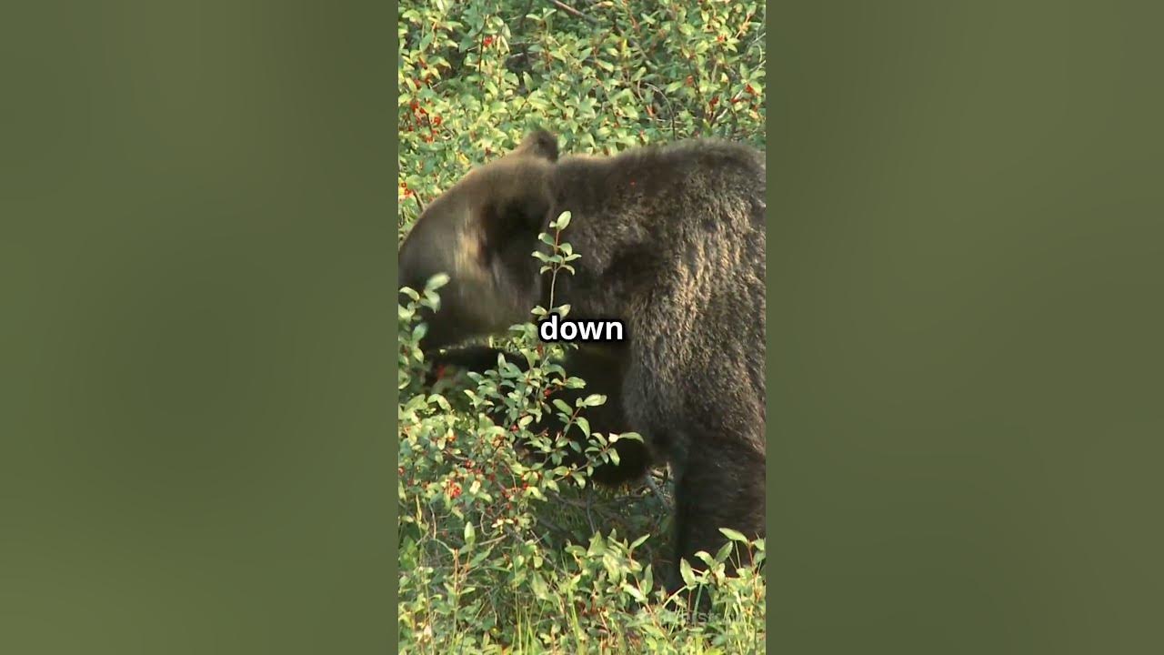 Why Do Bears Hibernate? - YouTube