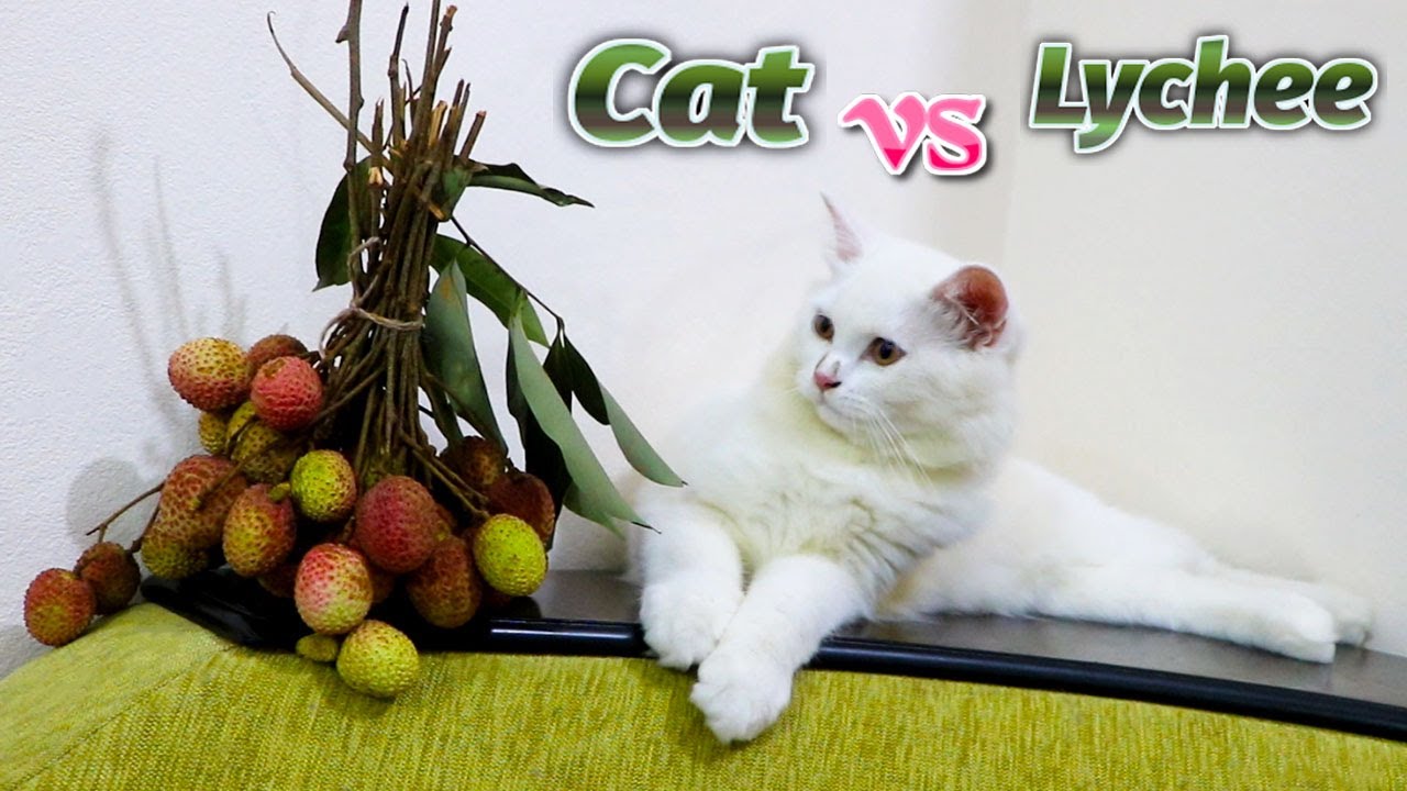 Cat vs Lychee ! Funny Cat Reaction To Lychee - YouTube