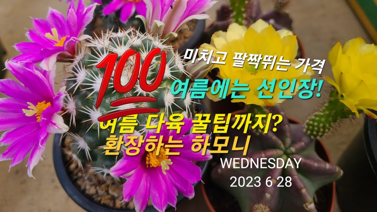 2023년 6월28일 세일 할인~국민다육 방문구매3개5000원선녀와나무꽃화분다육신상안내다육금화분택배다육택배