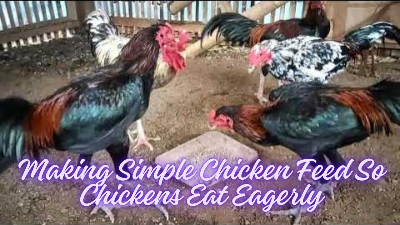 Daily Chicken Vlog #01 | Making Simple Chicken Feed So Chickens Eat ...