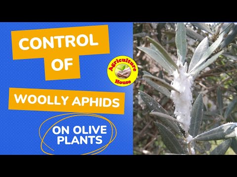 How To Treat Woolly Aphids On Olive Trees