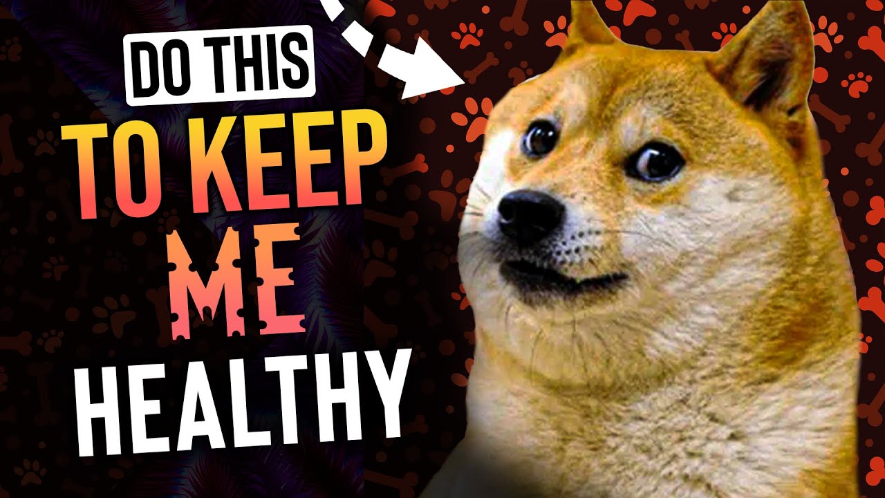 How to Keep Your Dog Healthy and Happy | A Doggo's World - YouTube