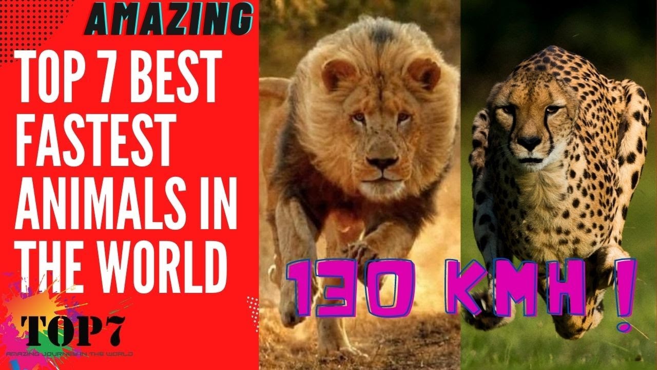 Fastest Animals in the World | Fastest Runners in the World | Top 7 ...