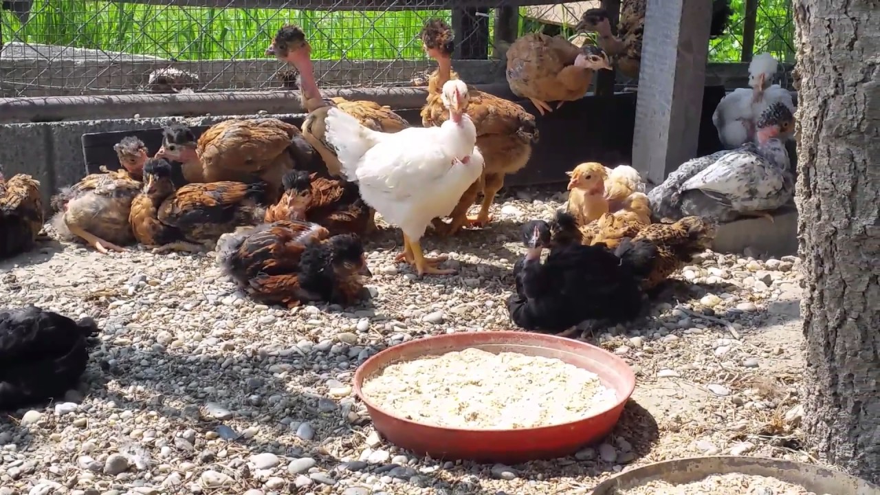 Nacked neck chicken with topknot - YouTube