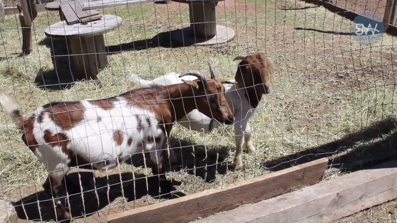 Small World Farms petting farm opens for the summer - YouTube