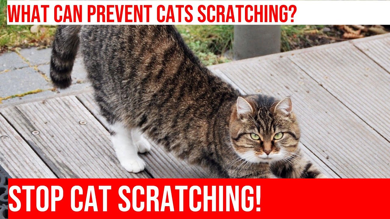 Stop Your Cat From Scratching Window Screens - YouTube