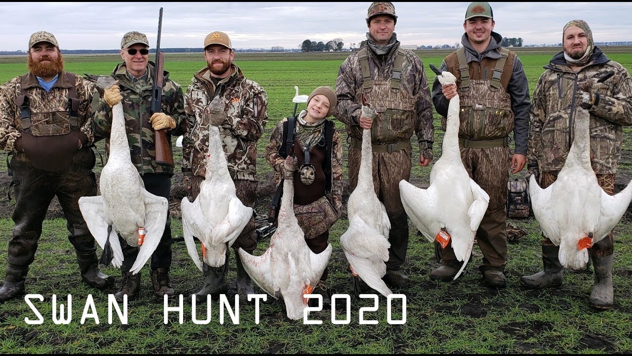 Swan Hunting | North Carolina | January 2020 - YouTube