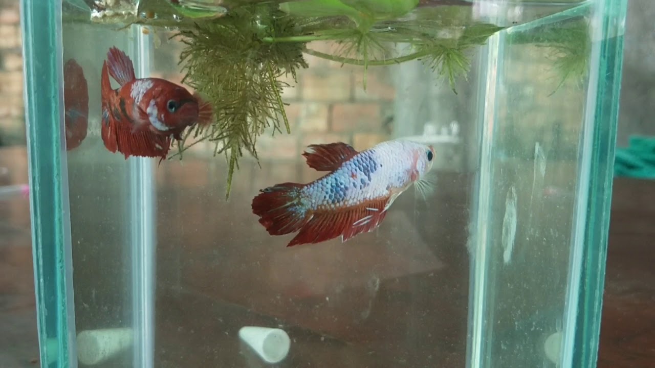 fish Betta white vs Red - YouTube