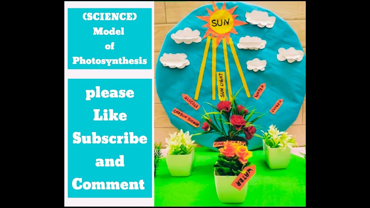 photosynthesis Model/ Science Model of Photosynthesis / School project ...