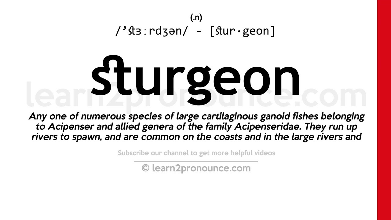 Pronunciation of Sturgeon | Definition of Sturgeon - YouTube