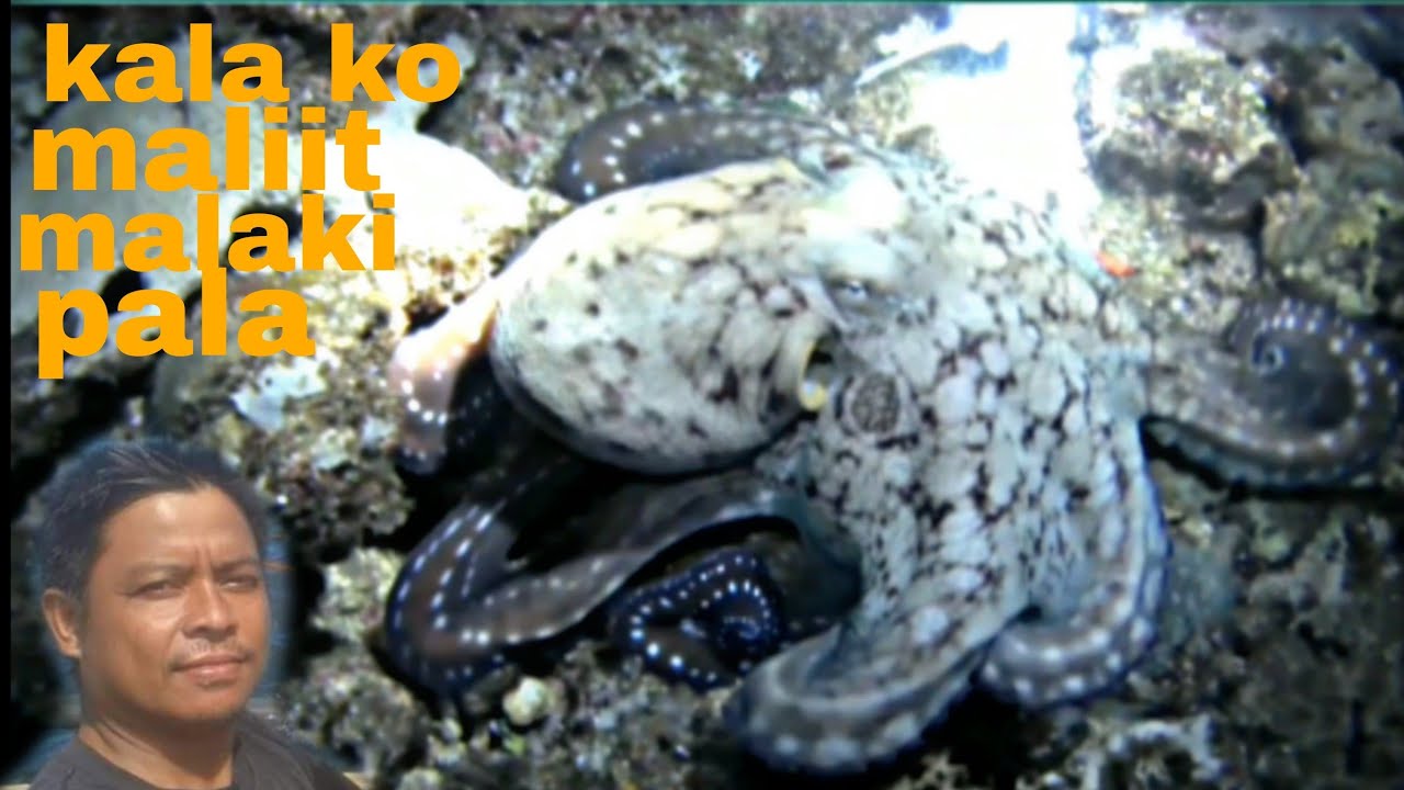 ep48 night spearfishing,kala ko maliit malaki pala, - YouTube
