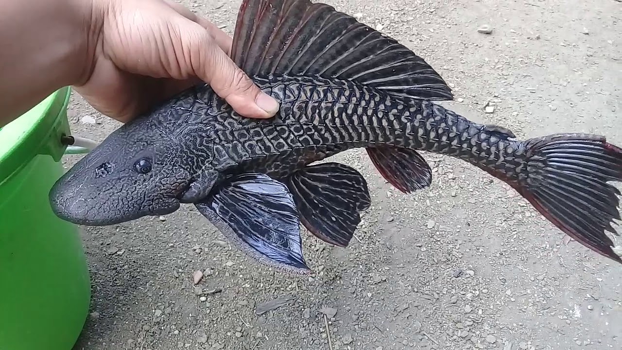 Mengenal Ikan Sapu Sapu Youtube