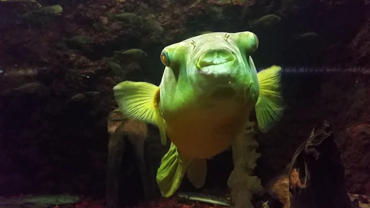 Congo River Puffer - YouTube