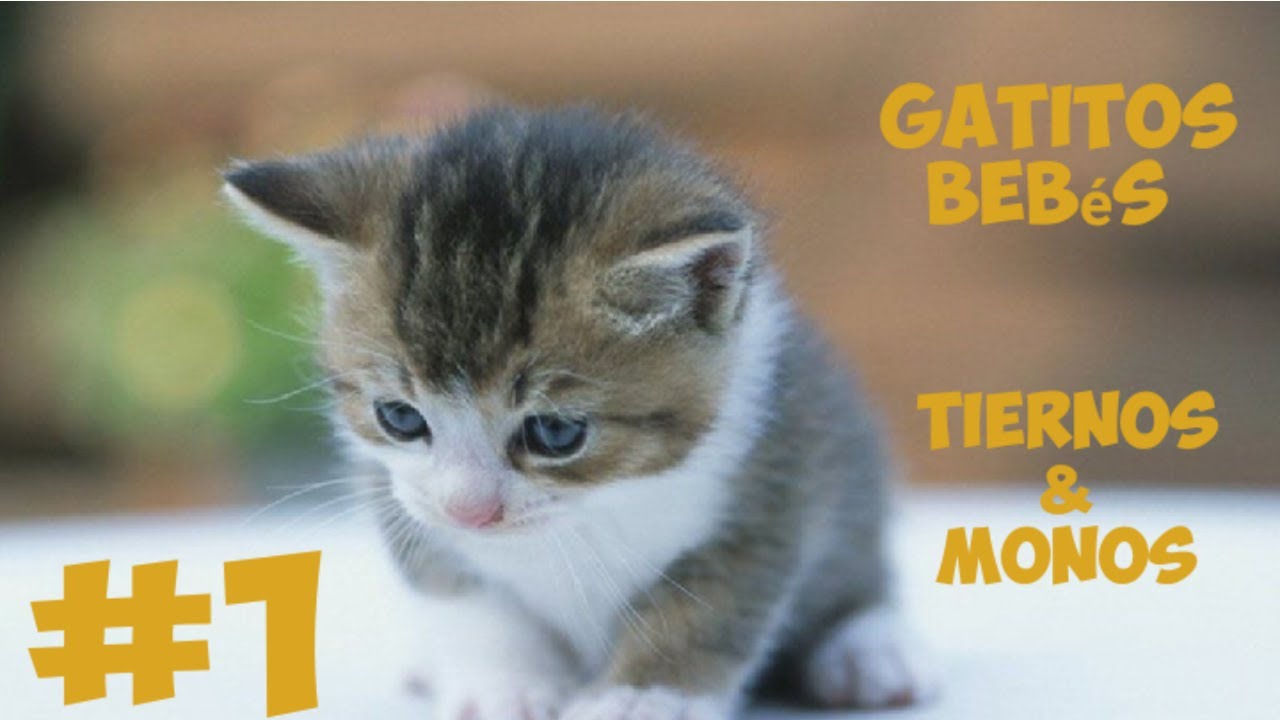 VIDEOS de GATOS & GATITOS BEBÉS, TIERNOS y MONOS | N° 1 - YouTube